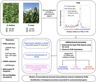Frontiers | A comprehensive map of preferentially located motifs reveals distinct proximal cis ...